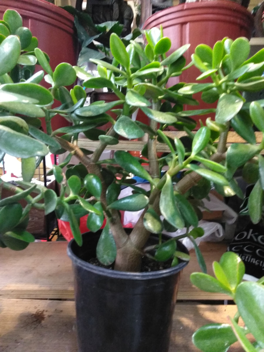 Large Jade Plant – G & J Florist