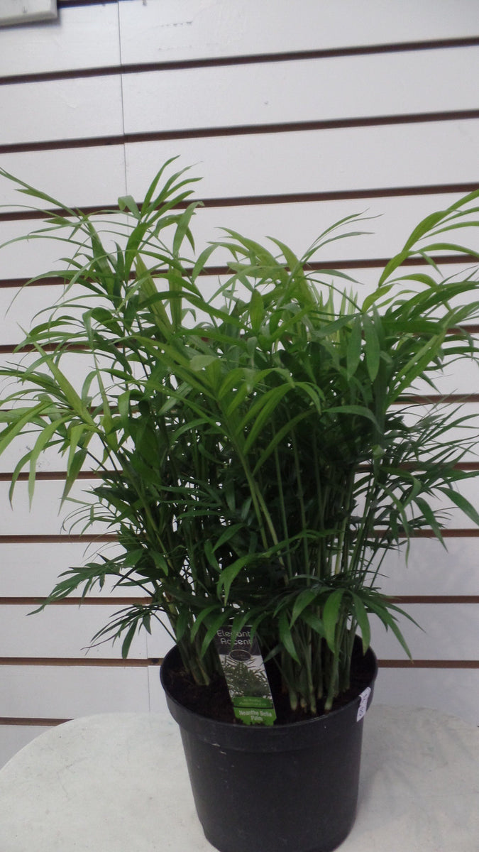 Small Parlor Palm Plant – G & J Florist